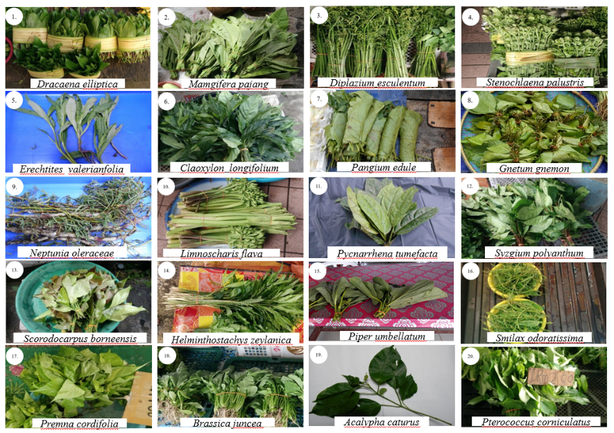 Figure 1 : Indigenous leafy vegetables in Bintulu Sarawak
